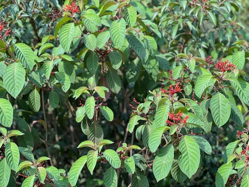 Orange Geiger, Cordia sebestena — Florida Native Plants Nursery ...