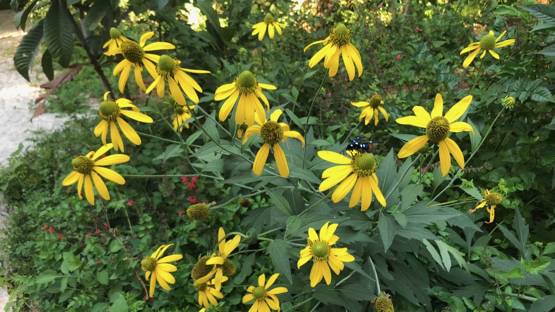Elliots Aster - Symphyotrichum elliottii — Florida Native Plants ...