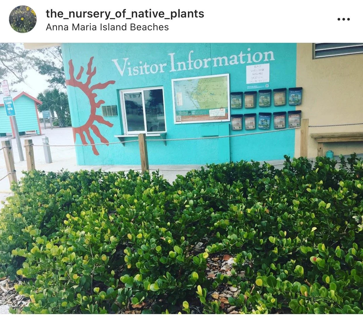 Dwarf Yaupon Holly, Ilex vomitoria 'Schillings Dwarf' — Florida Native ...