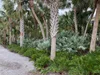 Coontie - Zamia integrifolia — Florida Native Plants Nursery & Landscaping