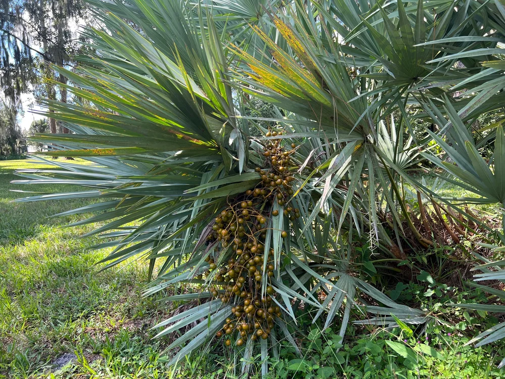 Coontie - Zamia integrifolia — Florida Native Plants Nursery & Landscaping