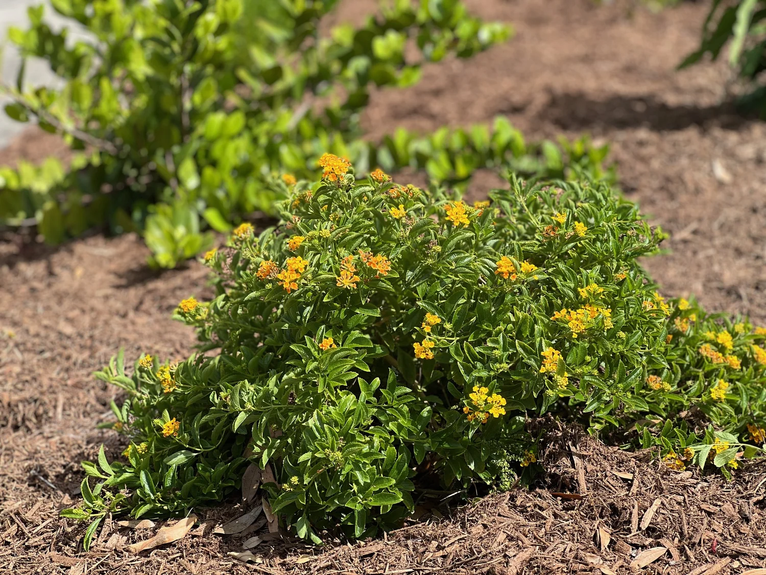 Calusa Firebush - Hamelia patens var. ‘Calusa’ — Florida Native Plants ...