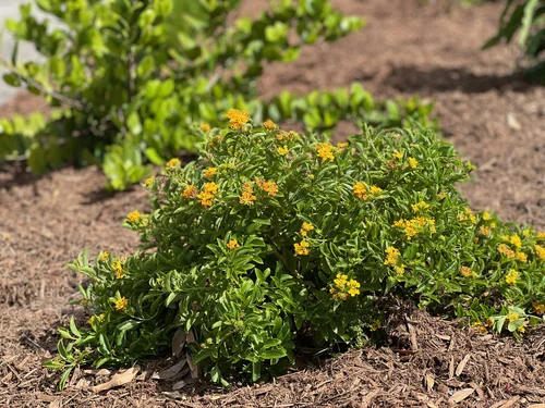 Calusa Firebush - Hamelia patens var. ‘Calusa’ — Florida Native Plants ...
