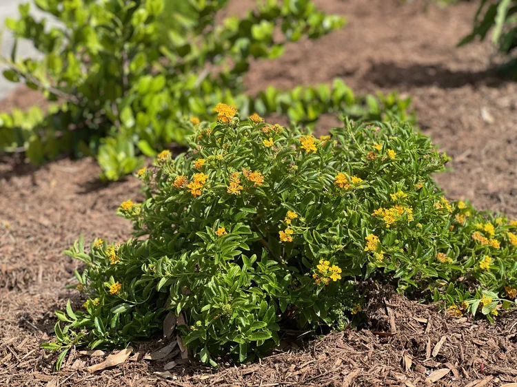Calusa Firebush - Hamelia patens var. ‘Calusa’ — Florida Native Plants ...