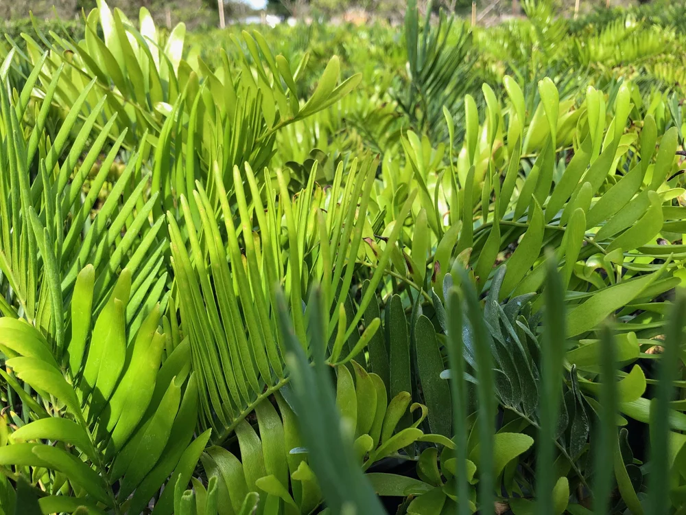 Dwarf Yaupon Holly, Ilex vomitoria 'Schillings Dwarf' — Florida Native ...