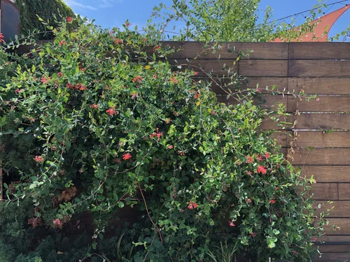 Crossvine, Bignonia capreolata — Florida Native Plants Nursery ...