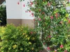 Railroad Vine - Ipomoea pes-caprae — Florida Native Plants Nursery ...