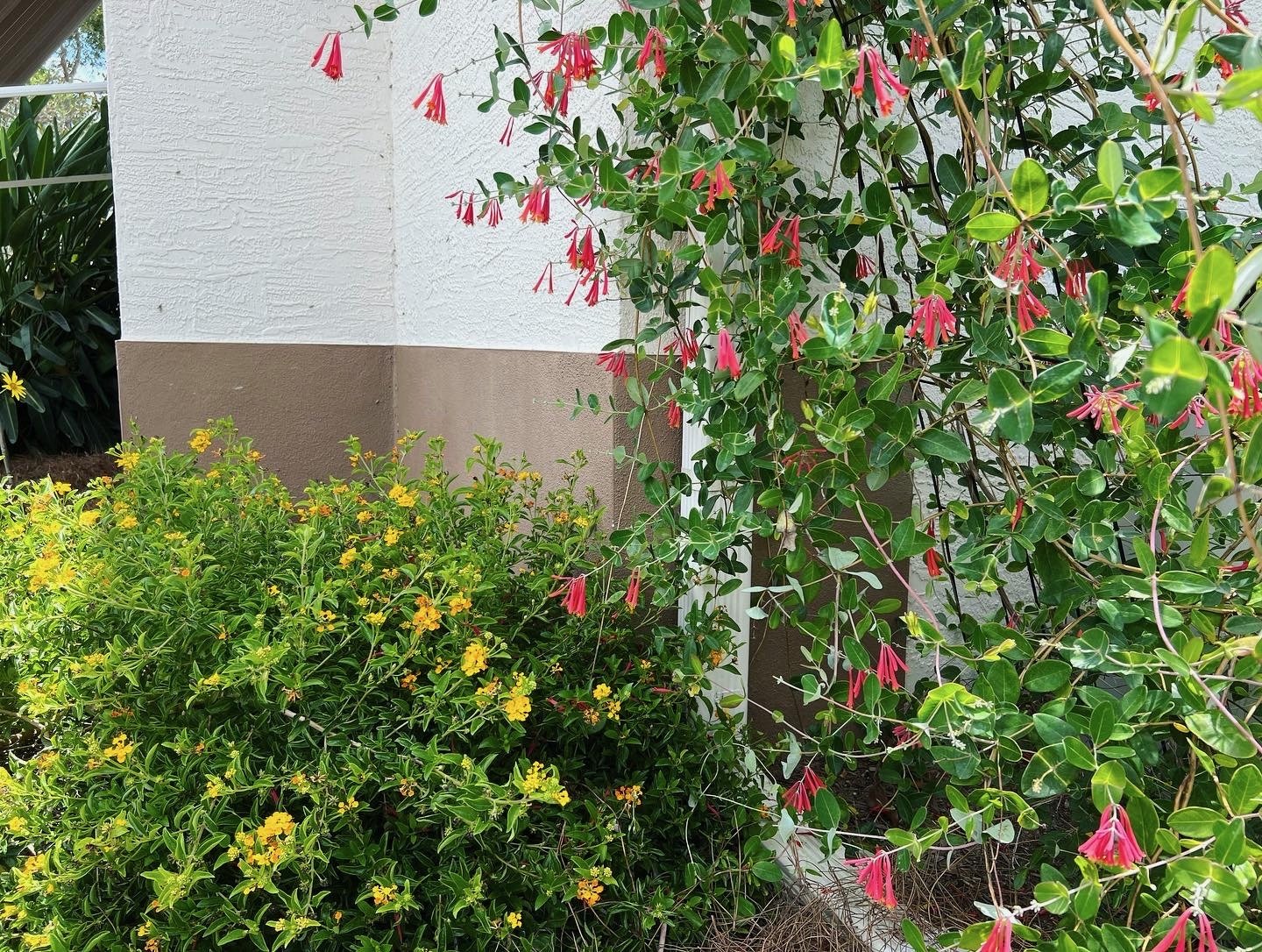 Railroad Vine - Ipomoea pes-caprae — Florida Native Plants Nursery ...