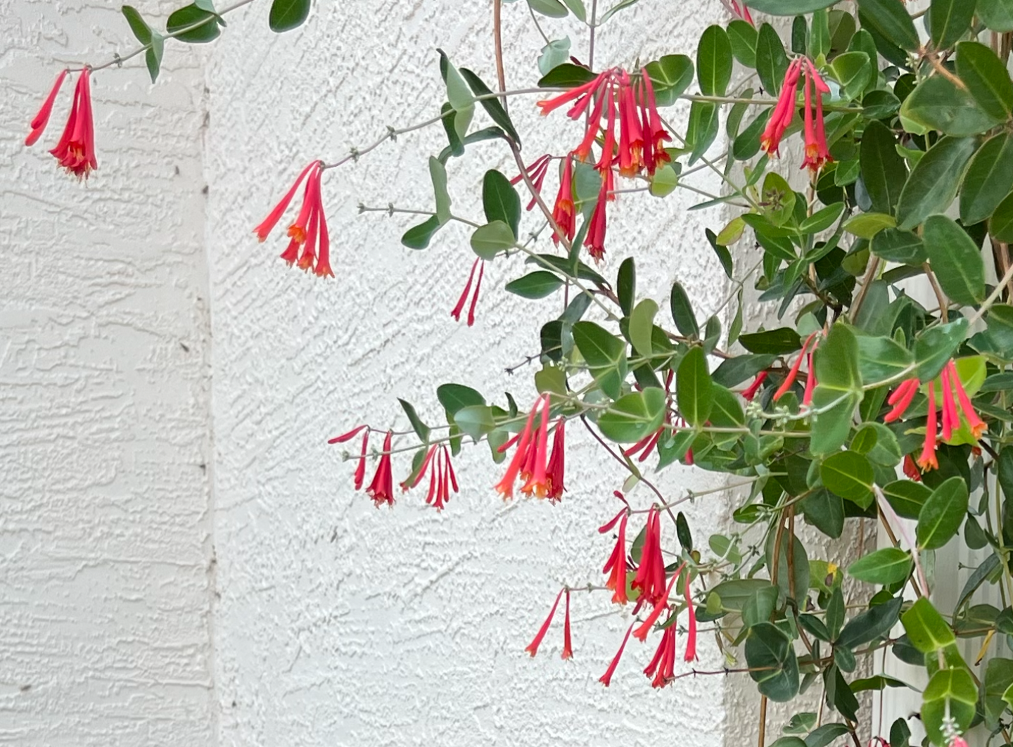 Railroad Vine - Ipomoea pes-caprae — Florida Native Plants Nursery ...