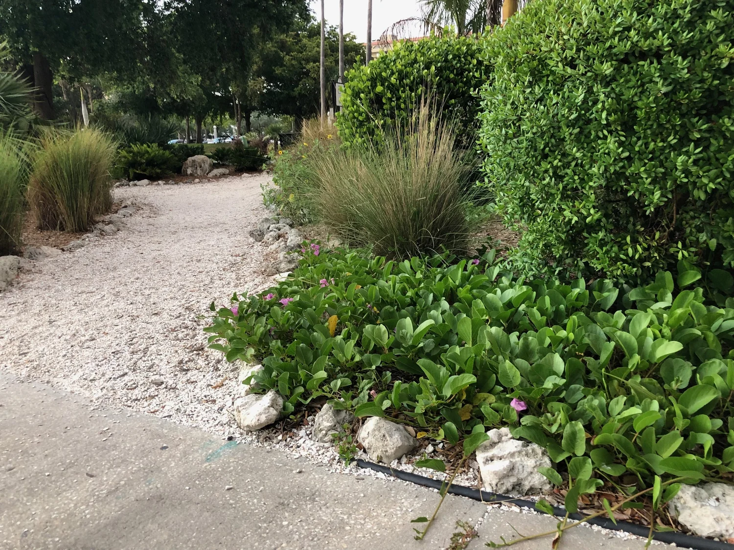 Dahoon Holly Ilex cassine — Florida Native Plants Nursery & Landscaping