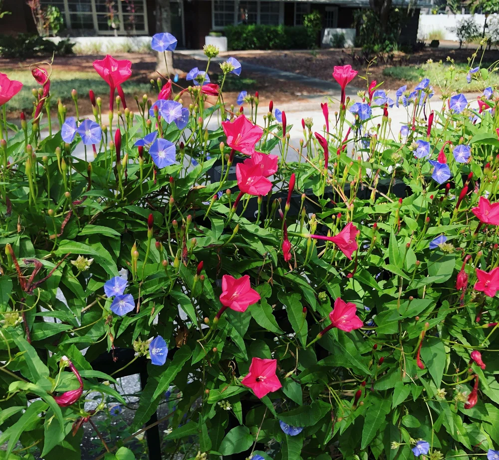 Railroad Vine - Ipomoea pes-caprae — Florida Native Plants Nursery ...