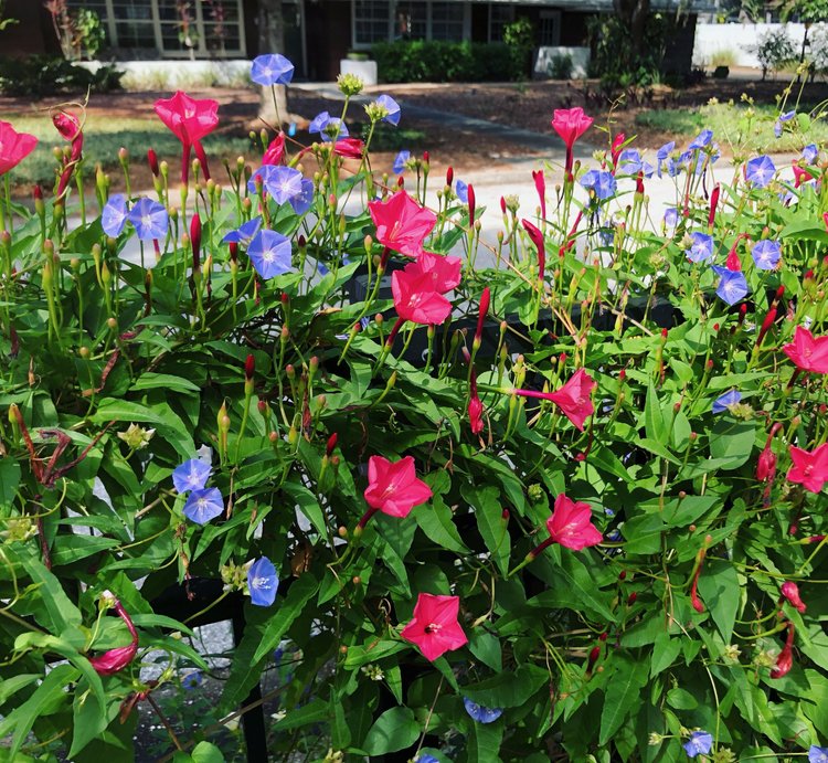 Railroad Vine - Ipomoea pes-caprae — Florida Native Plants Nursery ...