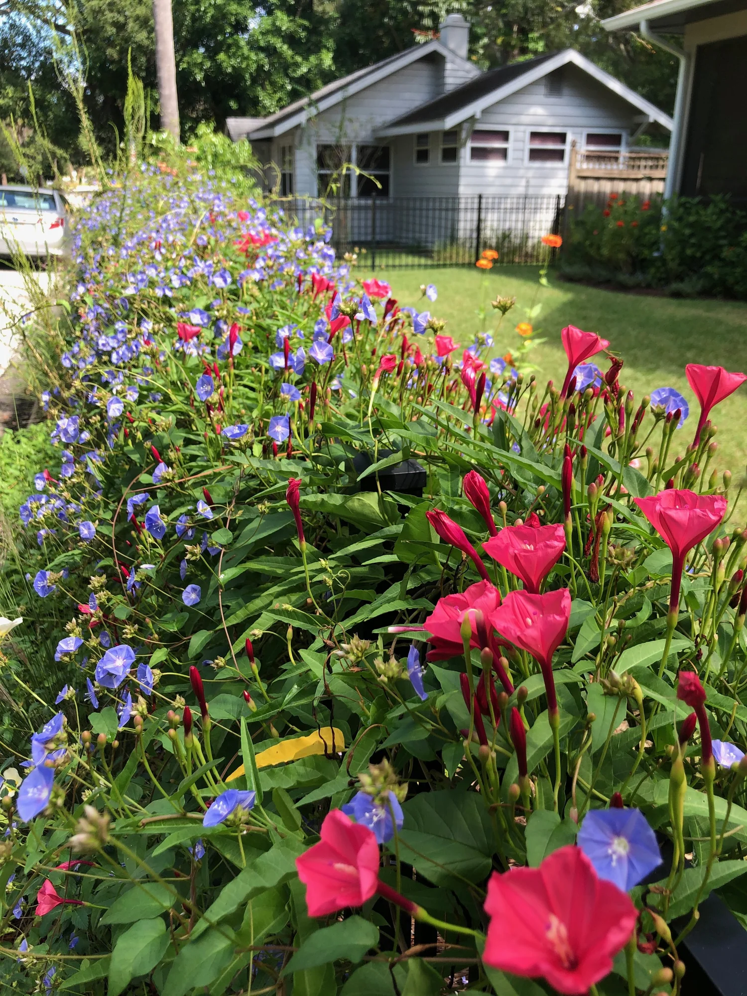 Orange Geiger, Cordia sebestena — Florida Native Plants Nursery ...