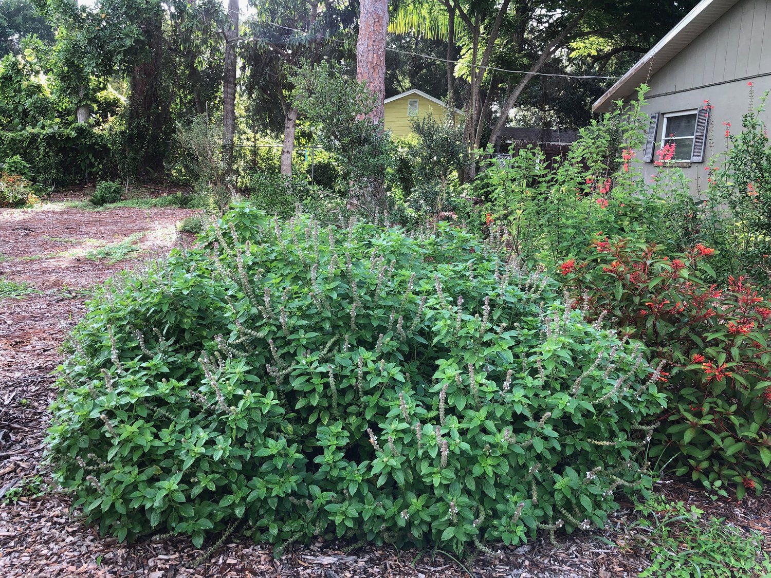 Old-Fashioned Tall Red Penta, Penta lanceolata ‘Ruby Glow’ — Florida ...