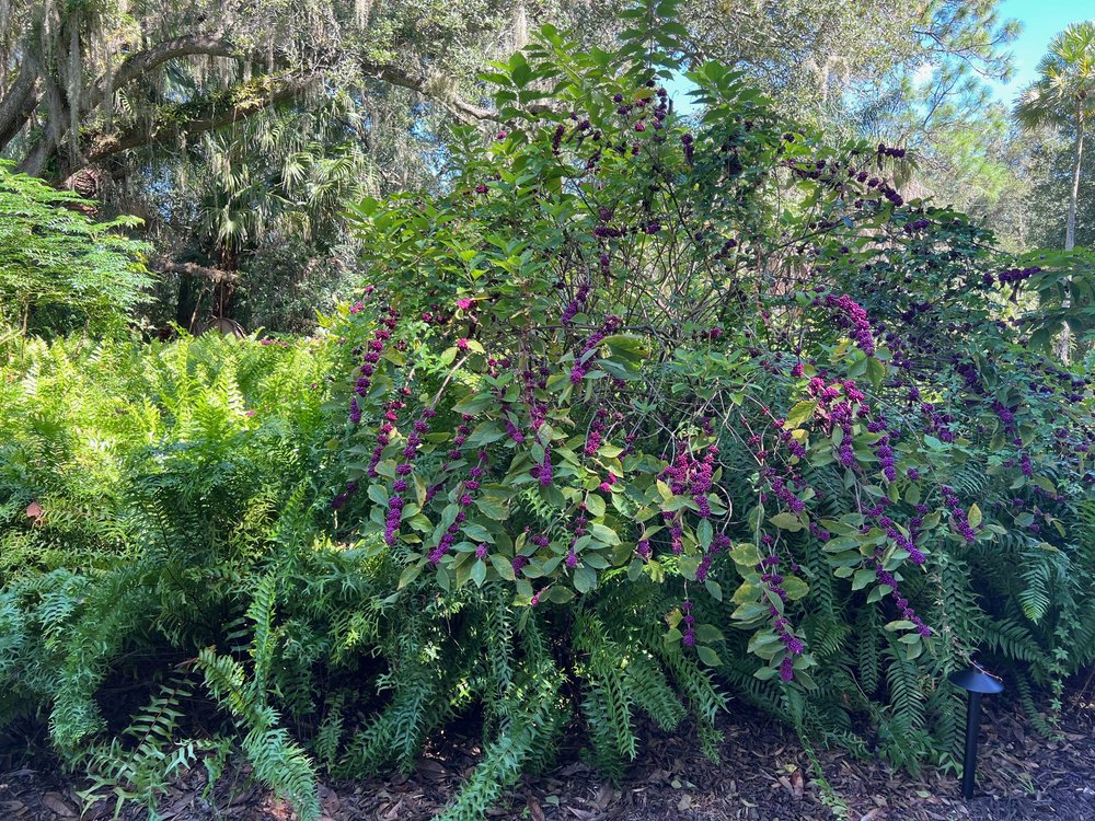 Florida Privet — Florida Native Plants Nursery & Landscaping