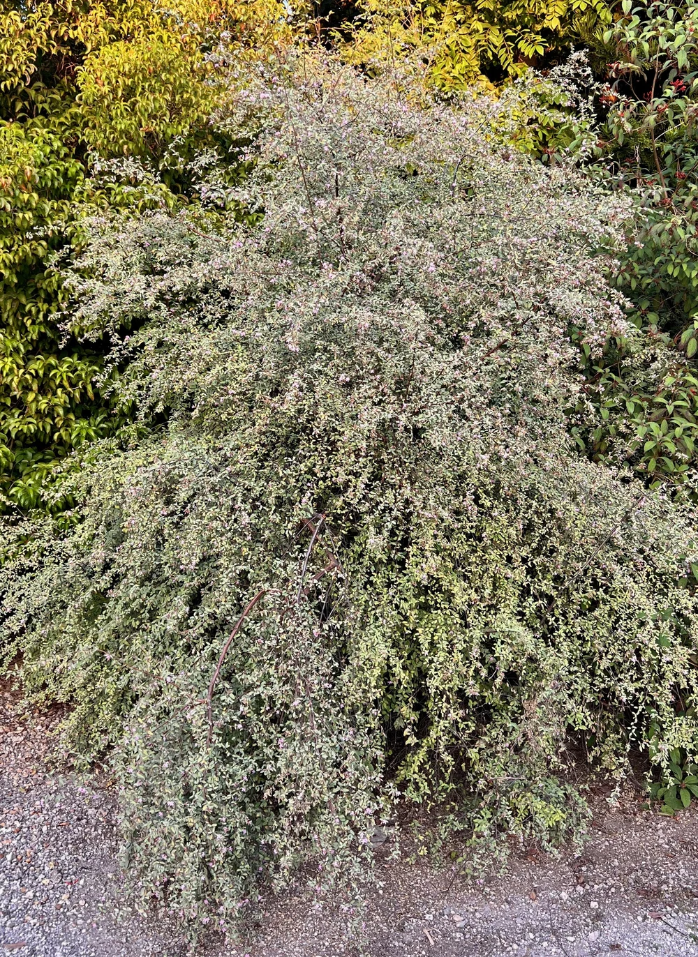 Fiddlewood - Citharexylum spinosum — Florida Native Plants Nursery ...