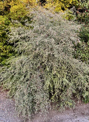 Silver Buttonwood - Conocarpus erectus var. sericeus — Florida Native ...