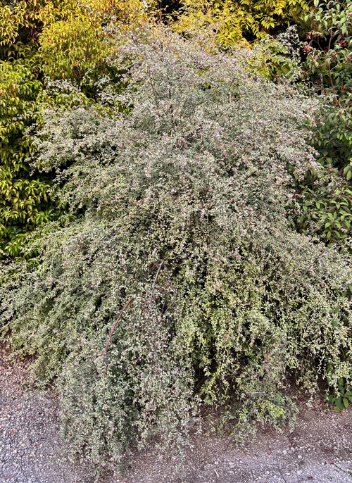 Silver Buttonwood - Conocarpus erectus var. sericeus — Florida Native ...