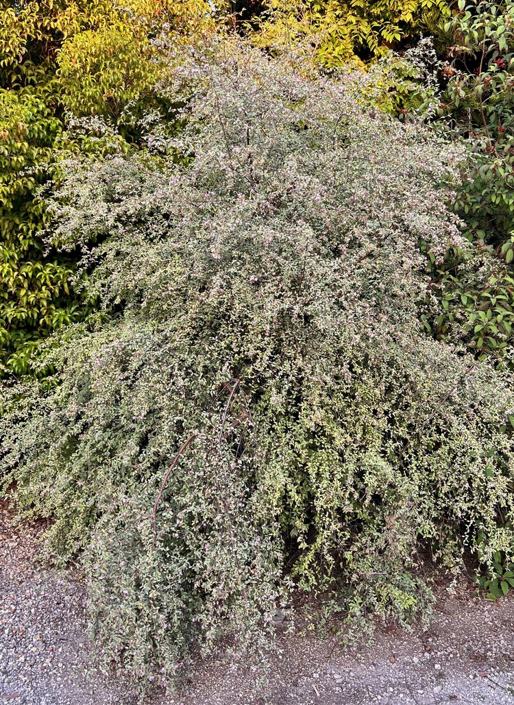 Orange Geiger, Cordia sebestena — Florida Native Plants Nursery ...