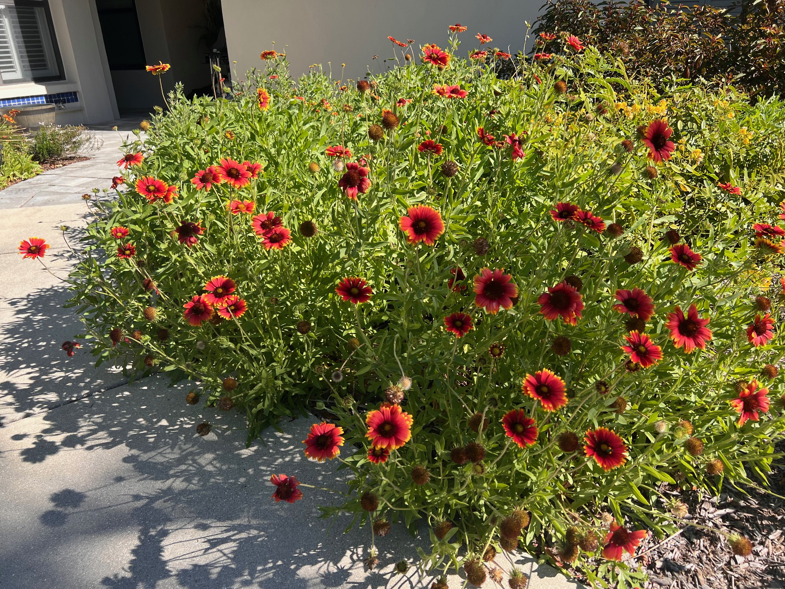 Beach Dune Sunflower - Helianthus debilis ‘vestitus’ — Florida Native ...