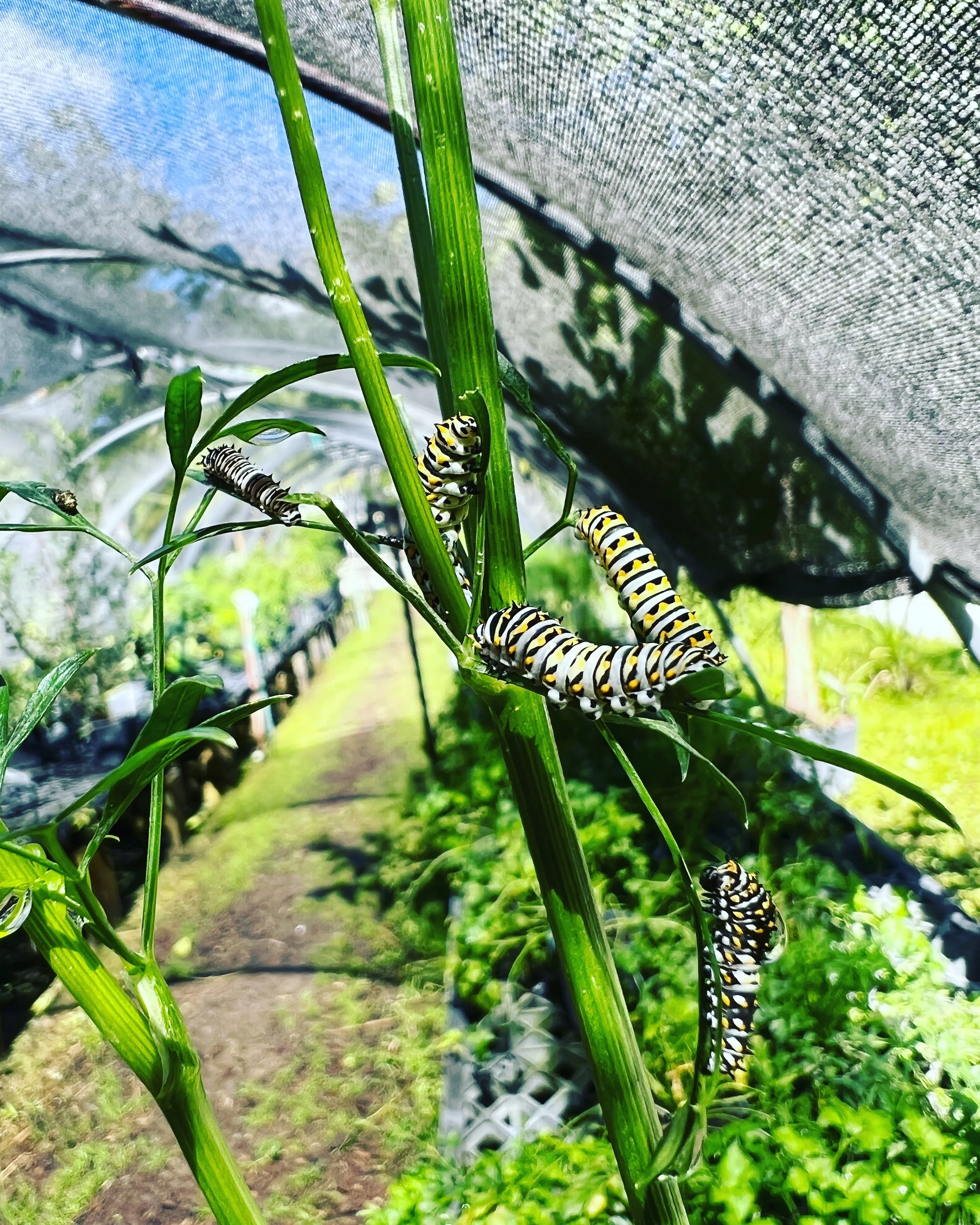 Frogfruit, Phyla nodiflora — Florida Native Plants Nursery & Landscaping