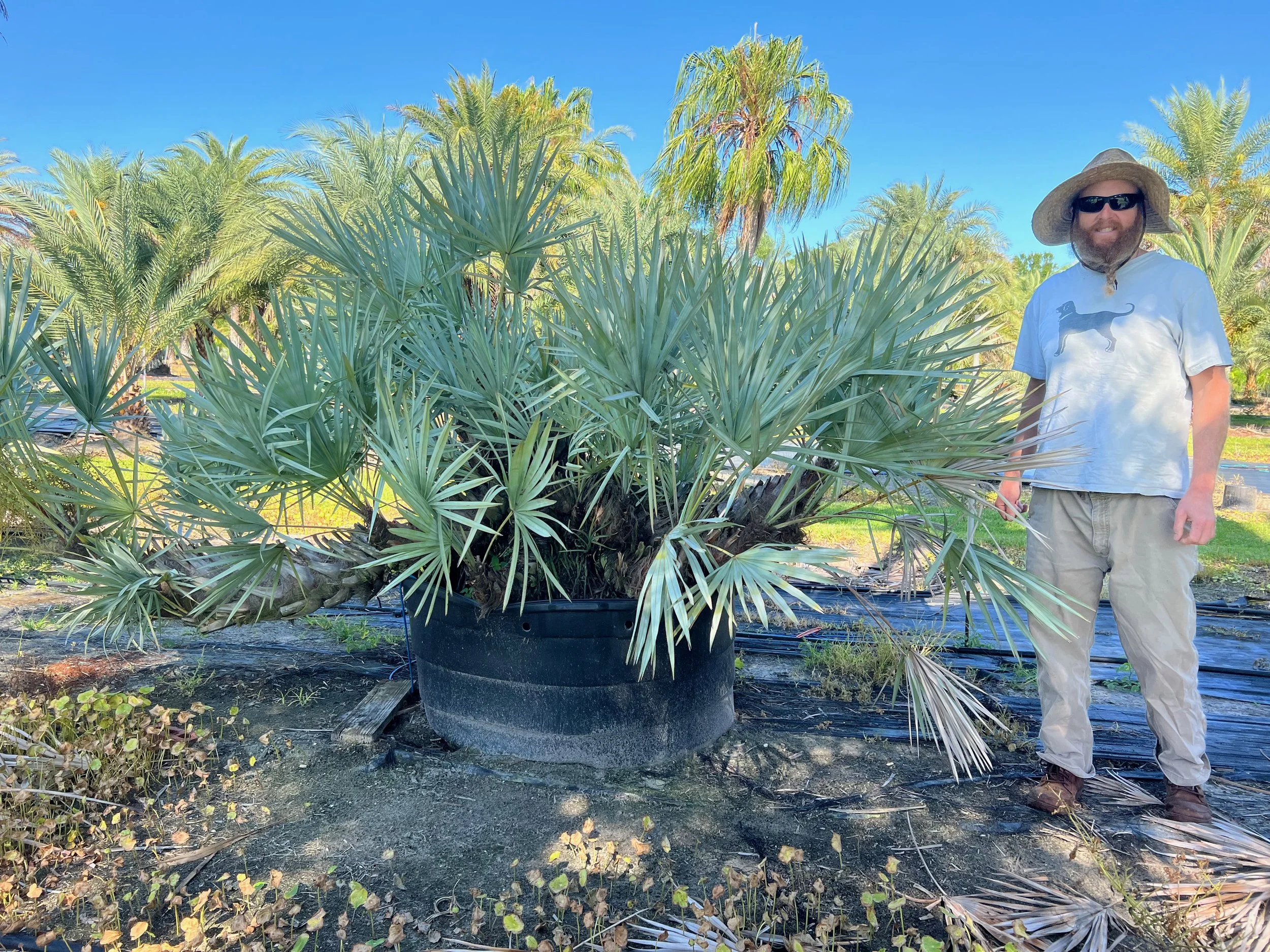Coontie - Zamia integrifolia — Florida Native Plants Nursery & Landscaping