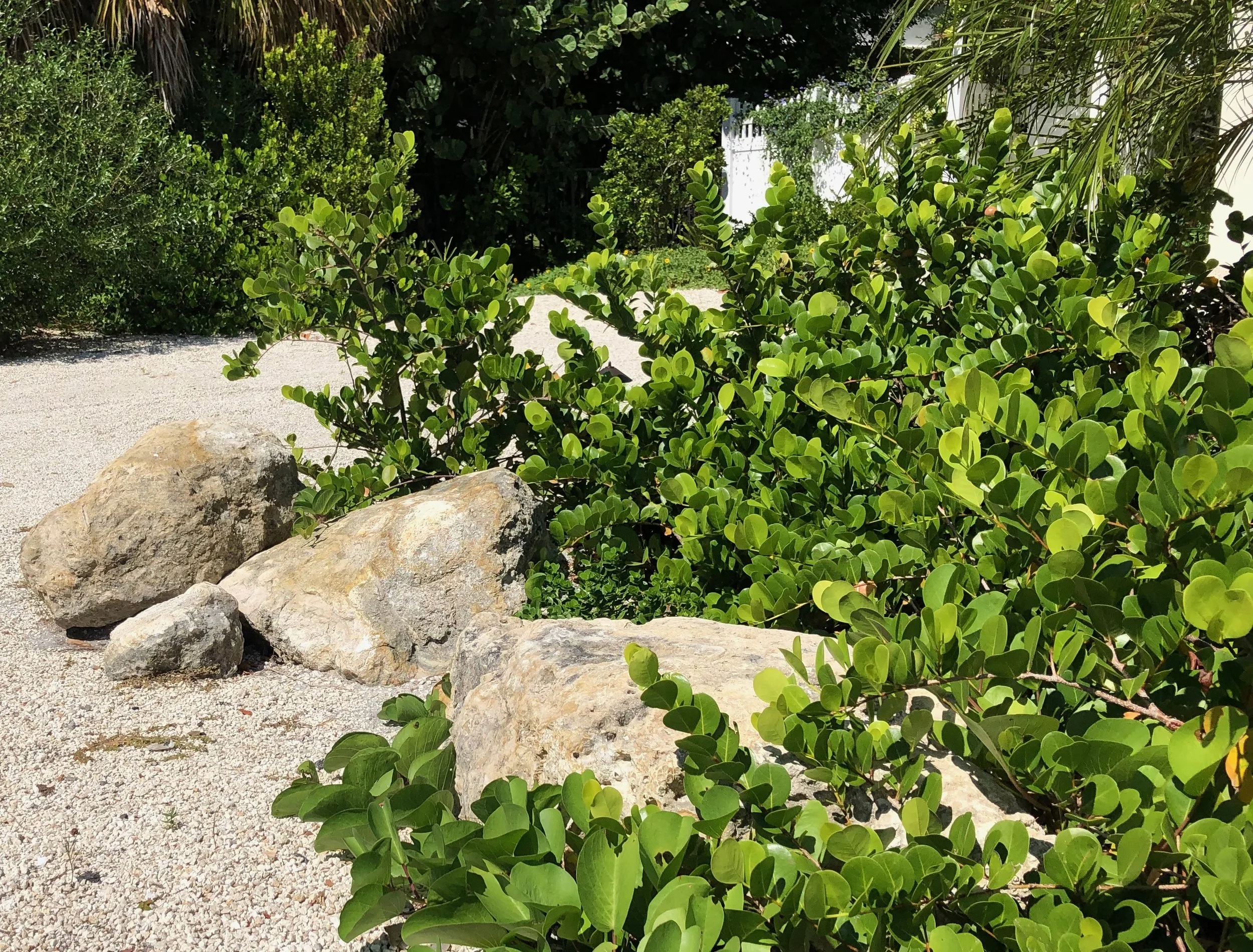 Dwarf Yaupon Holly, Ilex vomitoria 'Schillings Dwarf' — Florida Native ...