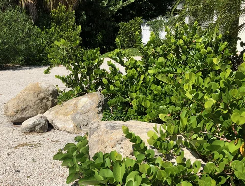 Sea Oxeye Daisy - Borrichia frutescens — Florida Native Plants Nursery ...