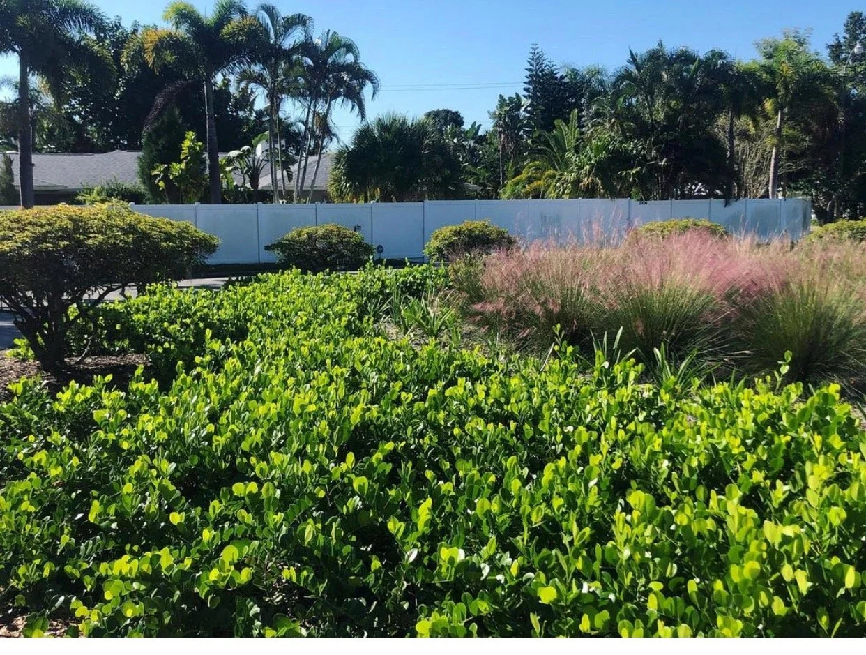 Buttonsage Lantana involucrata — Florida Native Plants Nursery ...