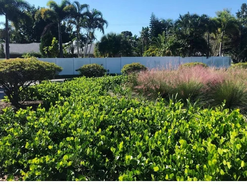 Horizontal Indigoberry Randia aculeata — Florida Native Plants Nursery ...