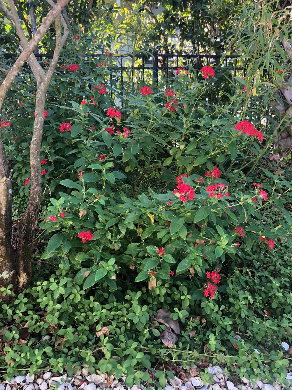Dwarf Yaupon Holly, Ilex vomitoria 'Schillings Dwarf' — Florida Native ...