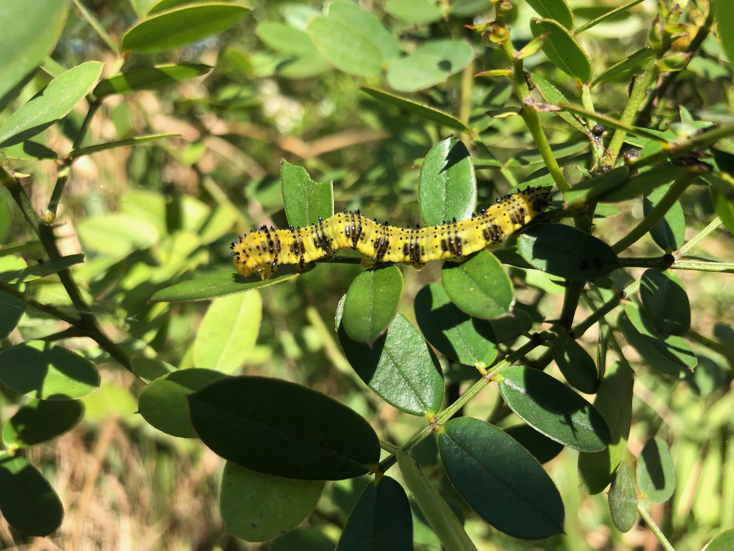 Prostrate Blue Porterweed — Florida Native Plants Nursery & Landscaping