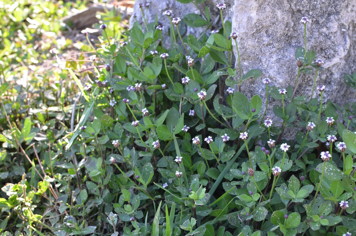 Prostrate Blue Porterweed — Florida Native Plants Nursery & Landscaping