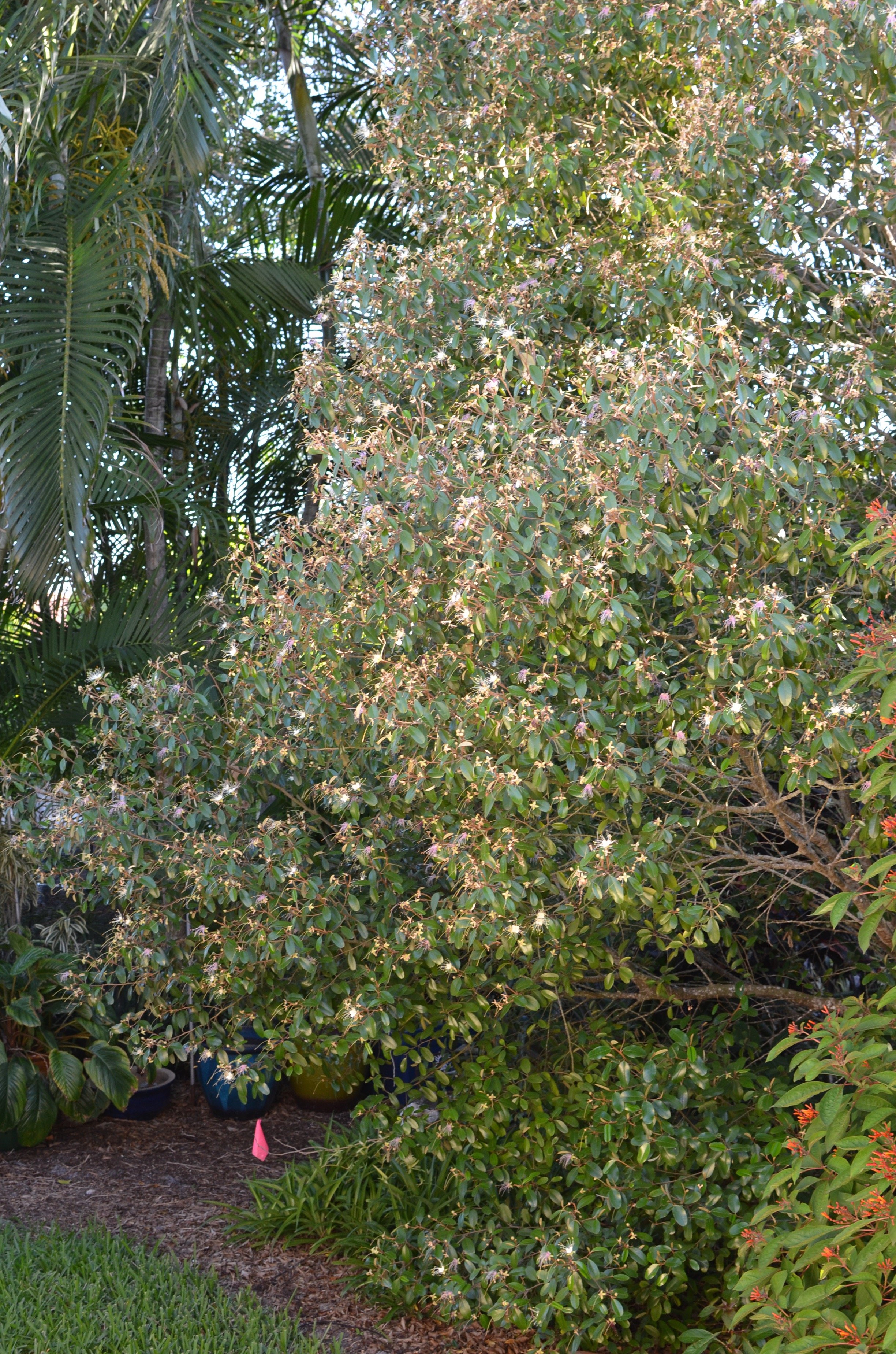 Green Buttonwood - Conocarpus erectus — Florida Native Plants Nursery & Landscaping