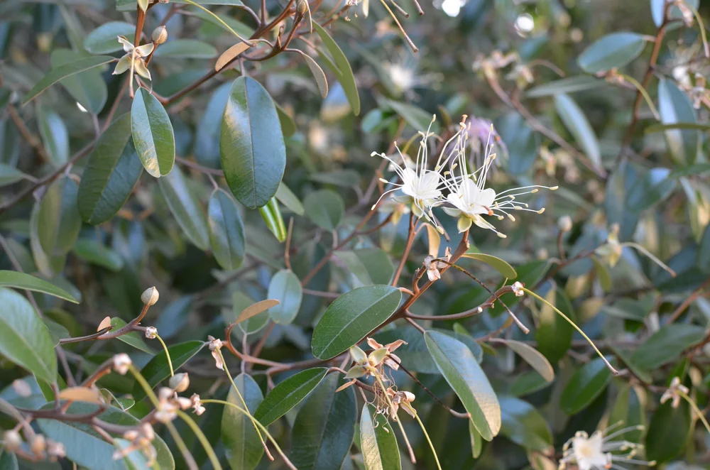 Green Buttonwood - Conocarpus erectus — Florida Native Plants Nursery ...