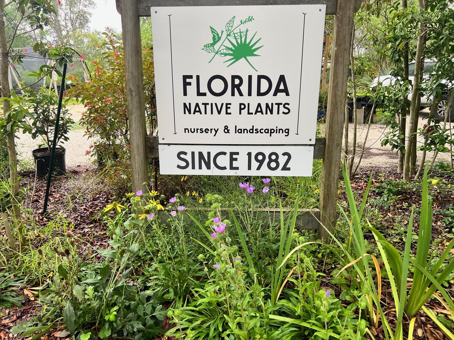 Southern Red Cedar, Juniperus virginiana silicoa — Florida Native ...