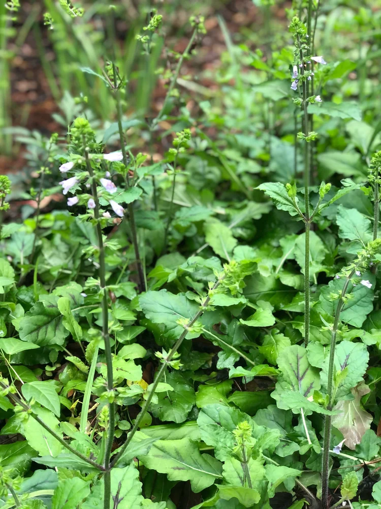 Orange Geiger, Cordia sebestena — Florida Native Plants Nursery ...