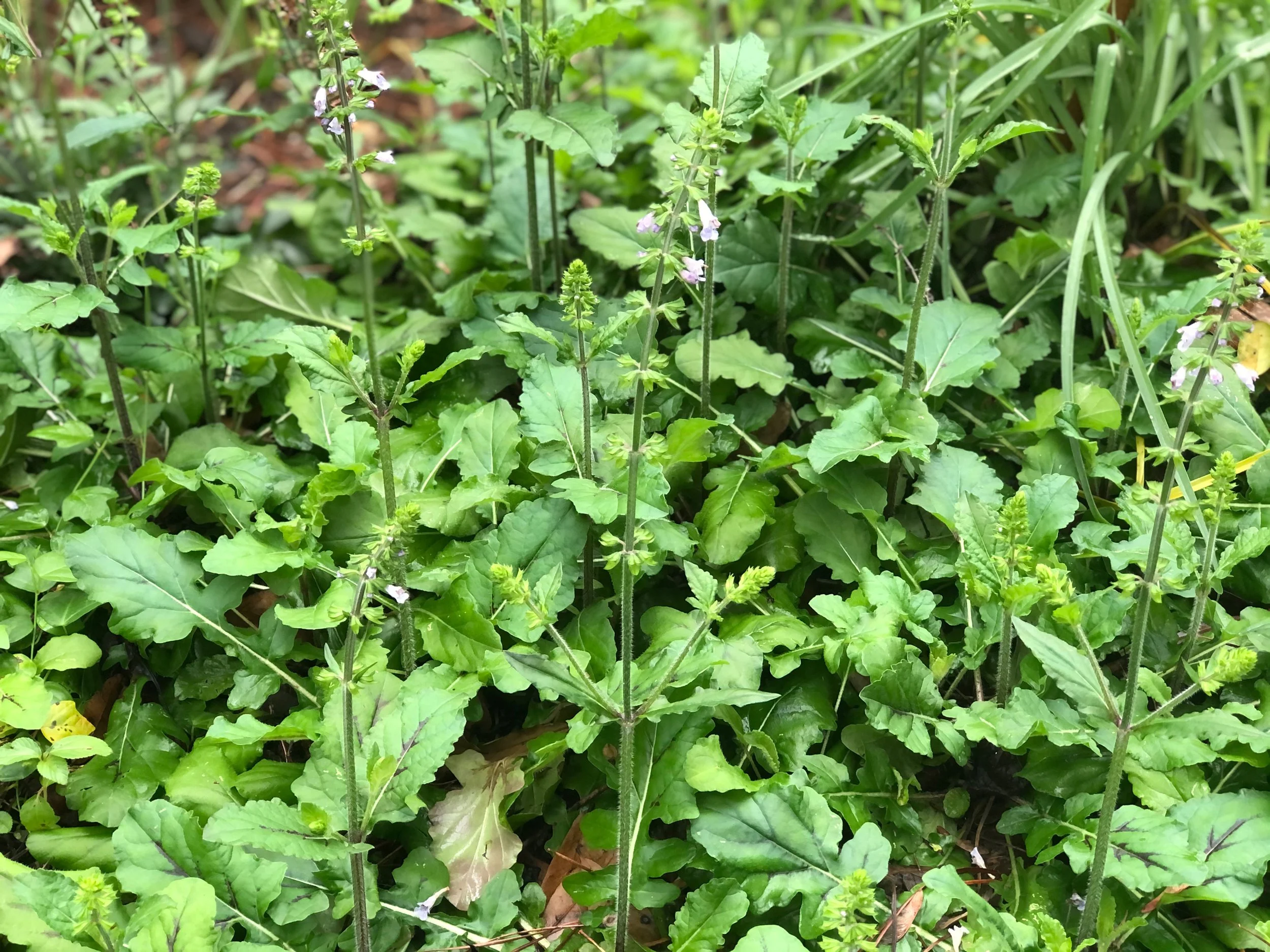 Tropical Sage - Salvia coccinea — Florida Native Plants Nursery ...