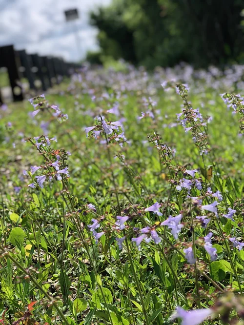Orange Geiger, Cordia sebestena — Florida Native Plants Nursery ...