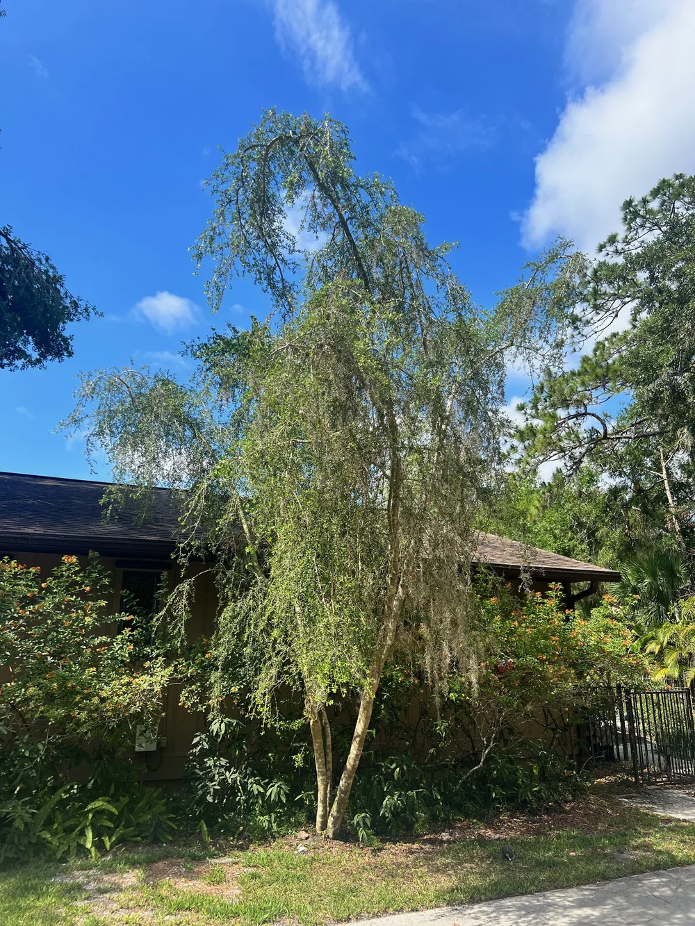 Weeping Yaupon Holly — Florida Native Plants Nursery, 04/05/2024