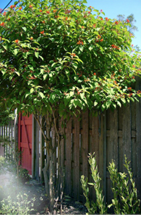 Orange Geiger, Cordia sebestena — Florida Native Plants Nursery ...