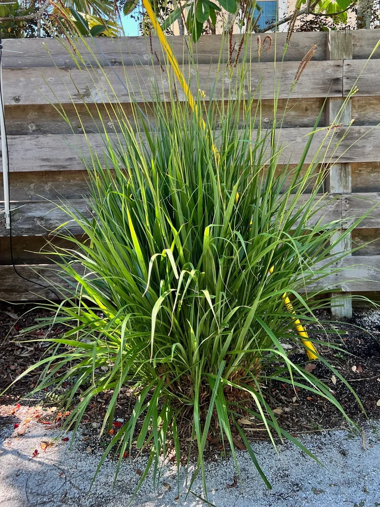 Dwarf Fakahatchee Grass — Florida Native Plants Nursery & Landscaping