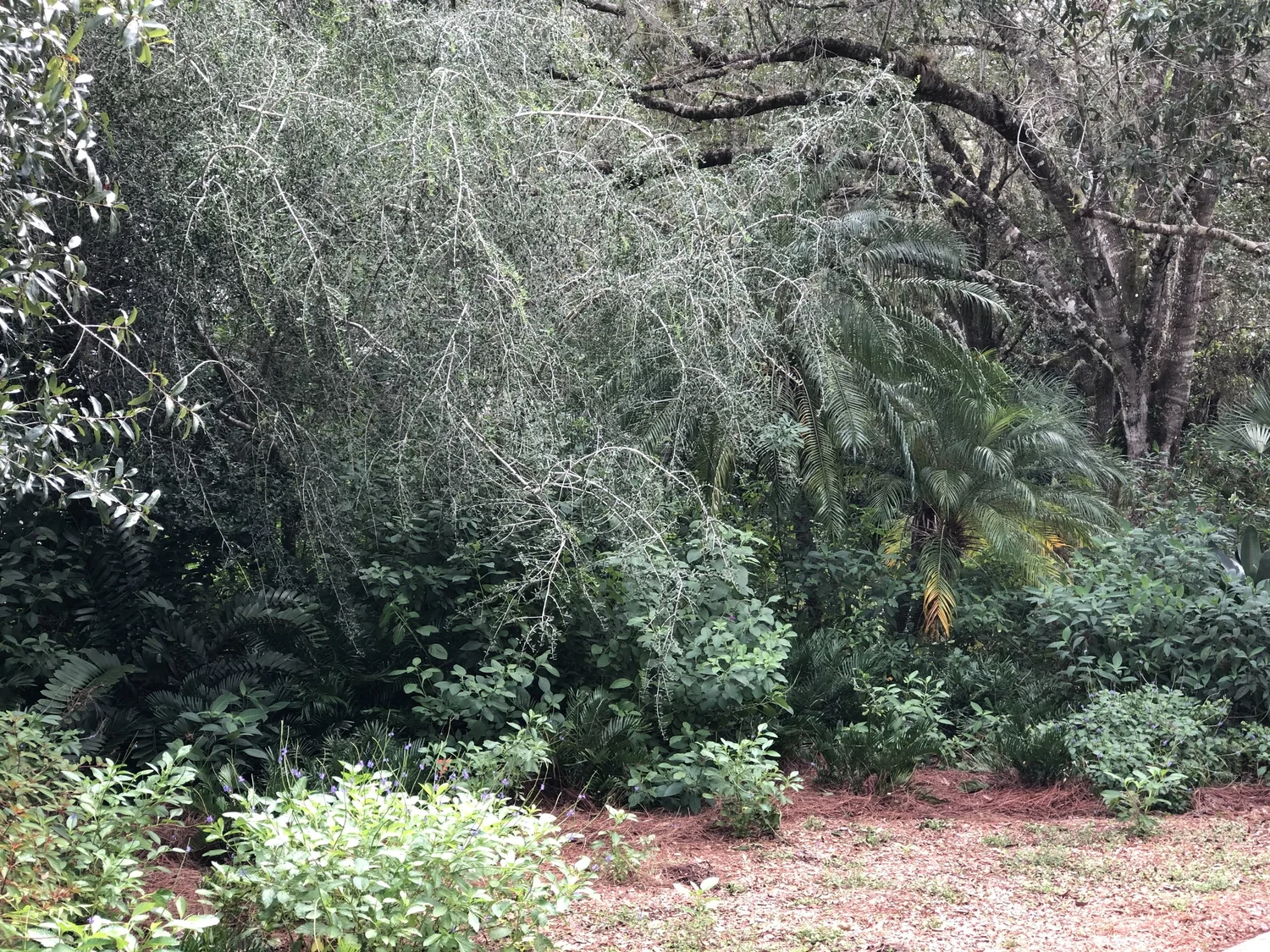 Southern Red Cedar, Juniperus virginiana silicoa — Florida Native ...