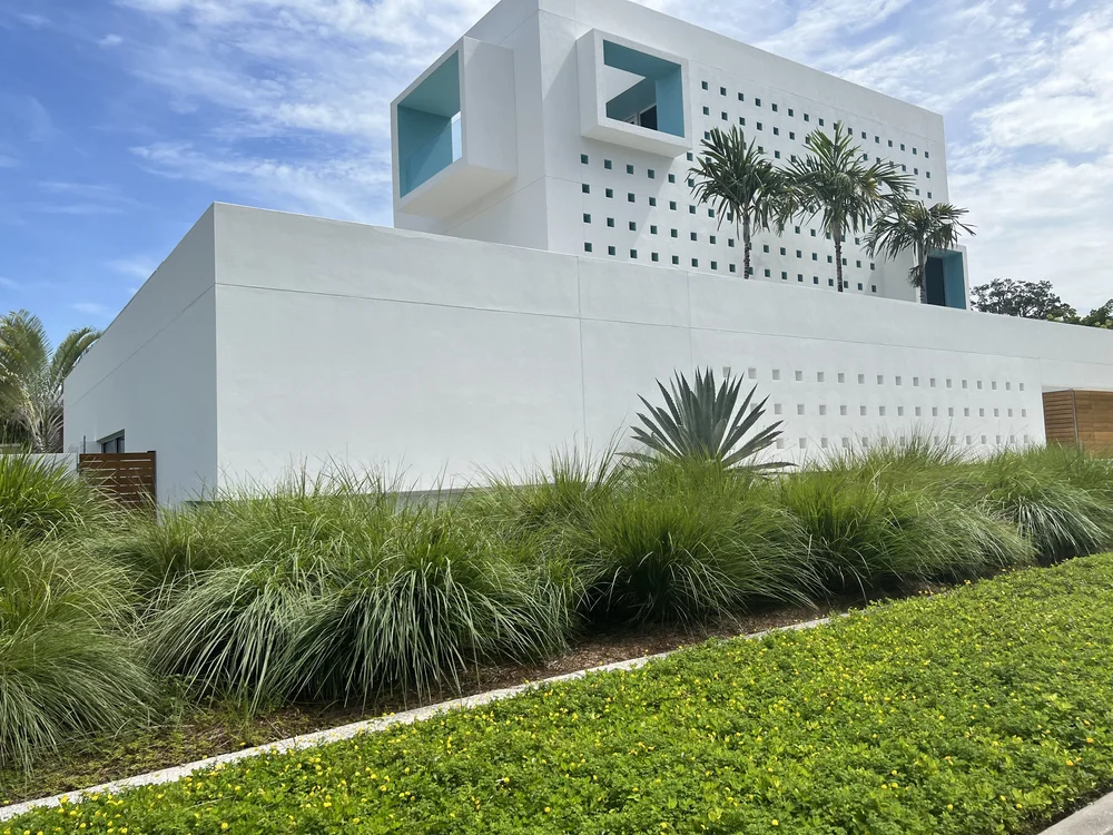 Fakahatchee Grass — Florida Native Plants Nursery & Landscaping