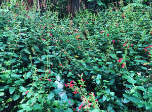 Crossvine, Bignonia capreolata — Florida Native Plants Nursery ...