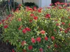 Louis Philippe Rose — Florida Native Plants Nursery & Landscaping