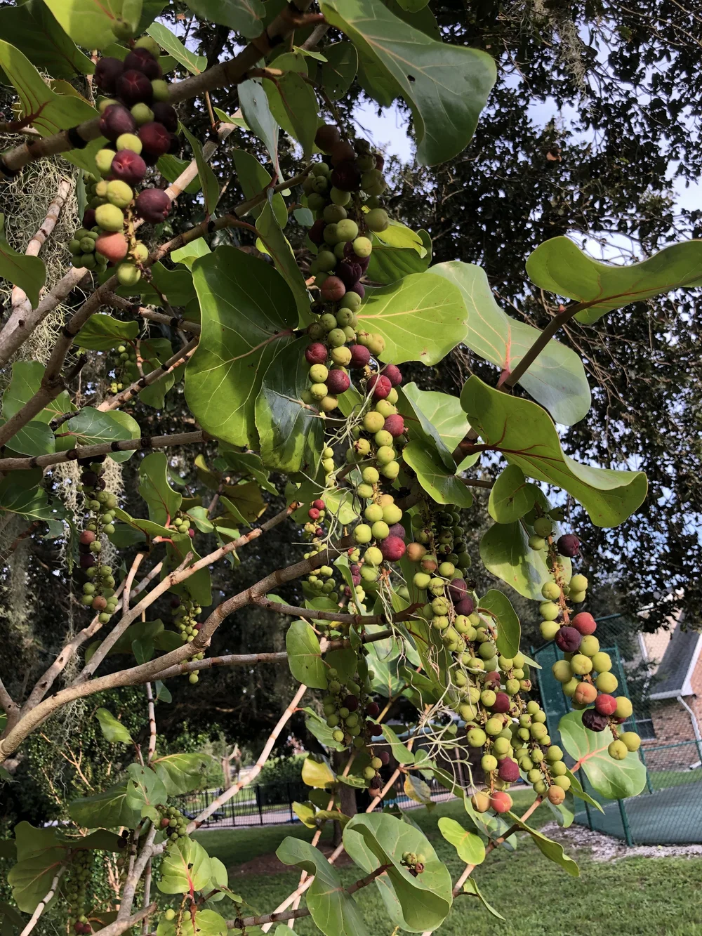 Sea Grape Tree