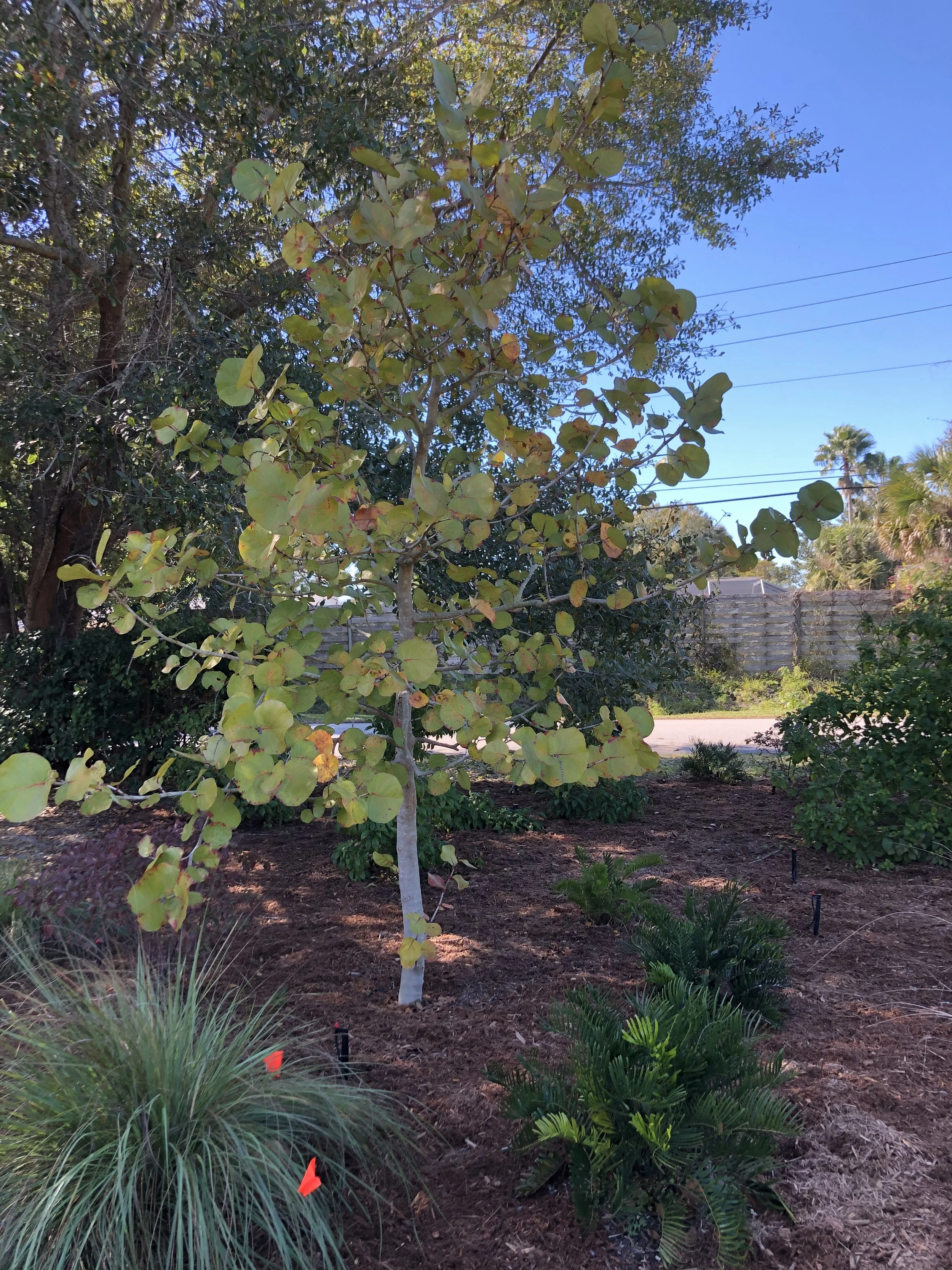 Calusa Firebush - Hamelia patens var. ‘Calusa’ — Florida Native Plants ...