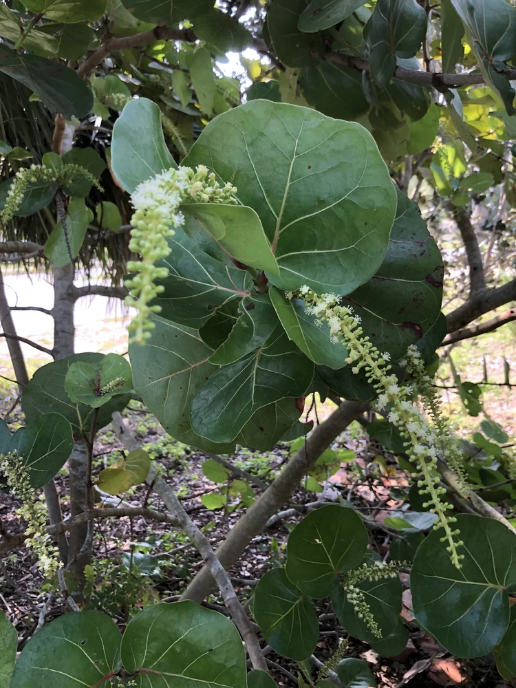 Spanish Stopper Eugenia foetida — Florida Native Plants Nursery ...