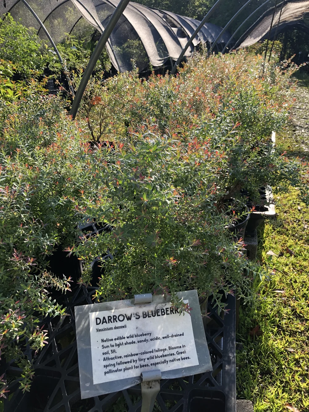Muscadine Grape - Vitis rotundifolia — Florida Native Plants Nursery ...